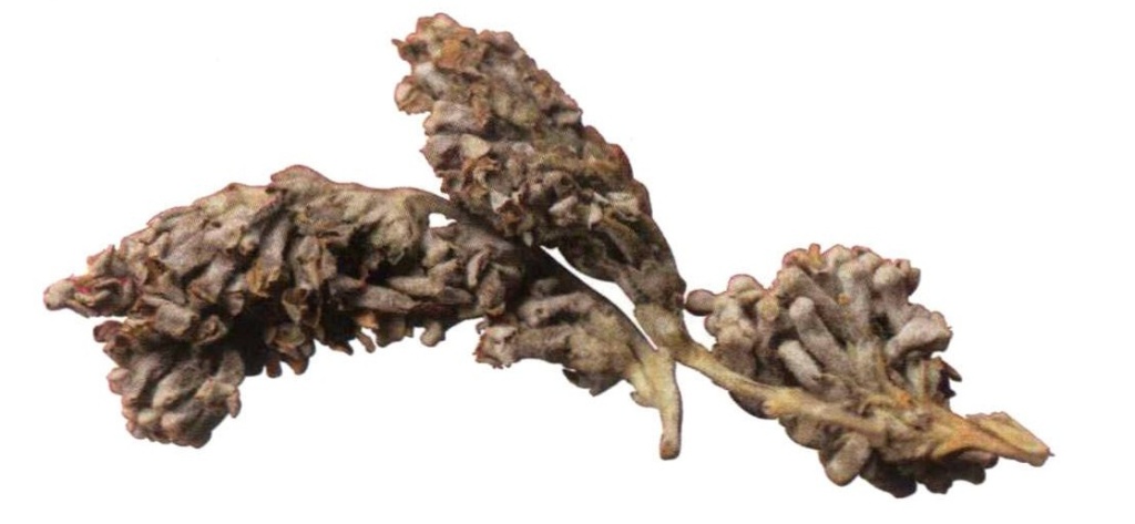 学认中药材：密蒙花_李辉阁_主治医师_爱问健康